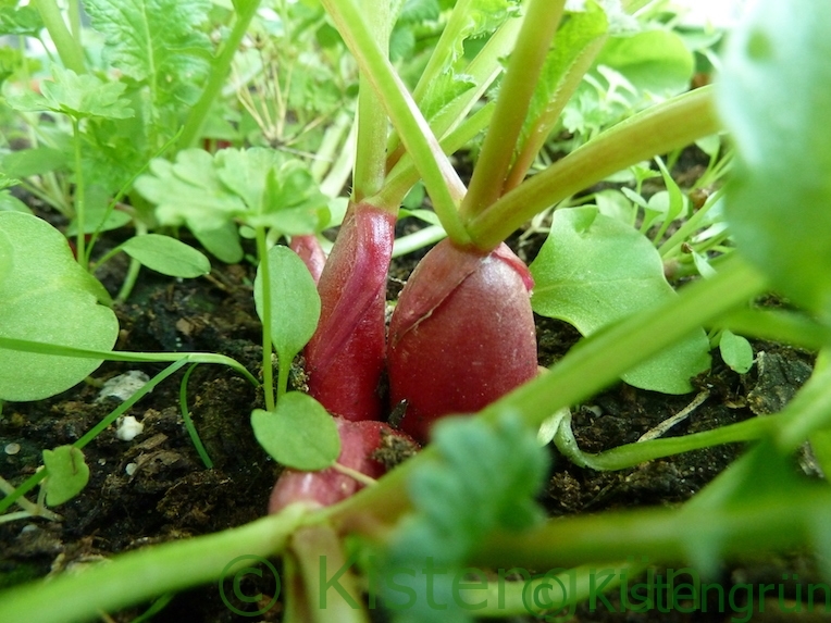 Warum man Pflanzen verziehen sollte - und wie das geht